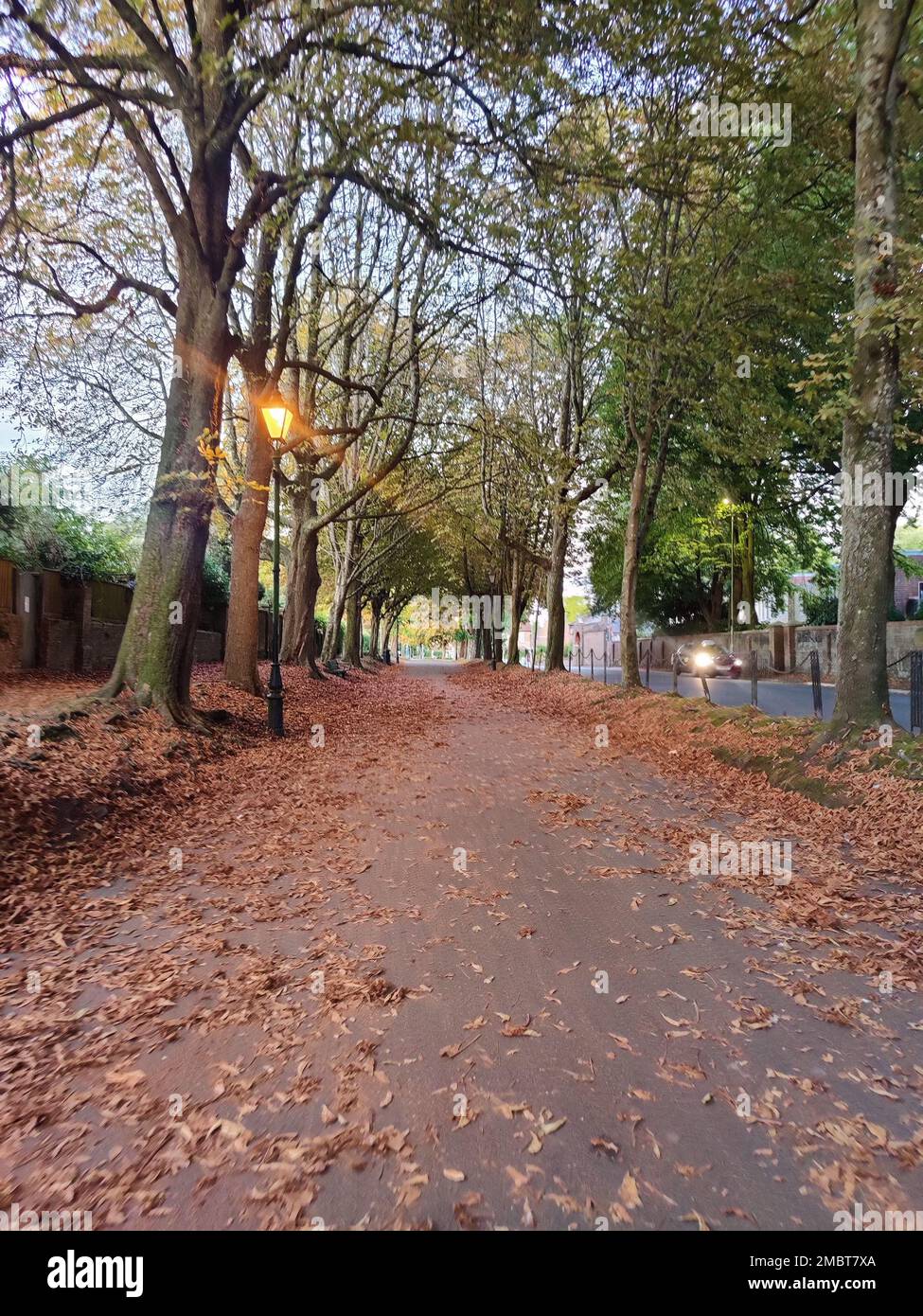 A vertical shot of a pathway lined with trees and covered in dry fallen ...