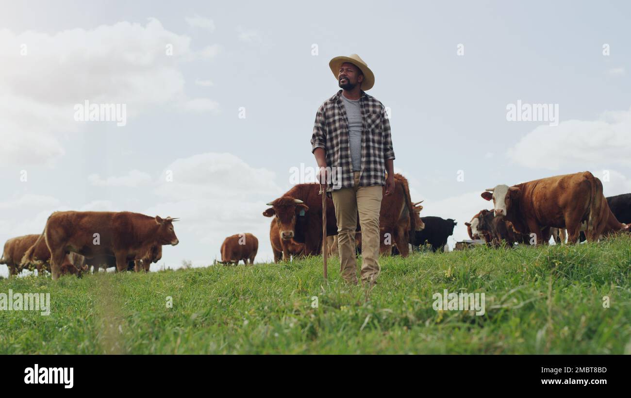 Healthy cows need healthy grass. a mature man working on a cow farm ...