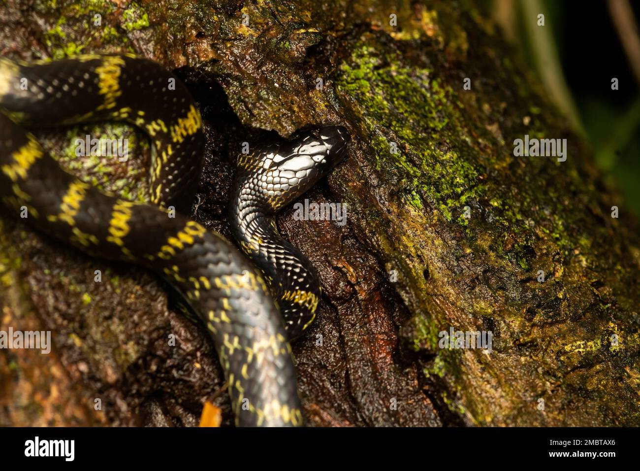 Agumbe Snakes