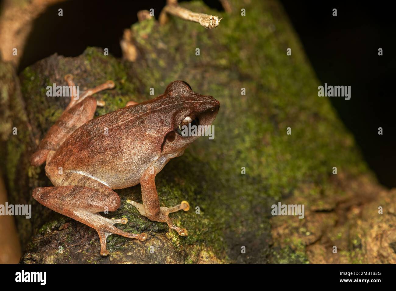 An Indian tree frog found in the jungles of Agumbe during a night walk ...