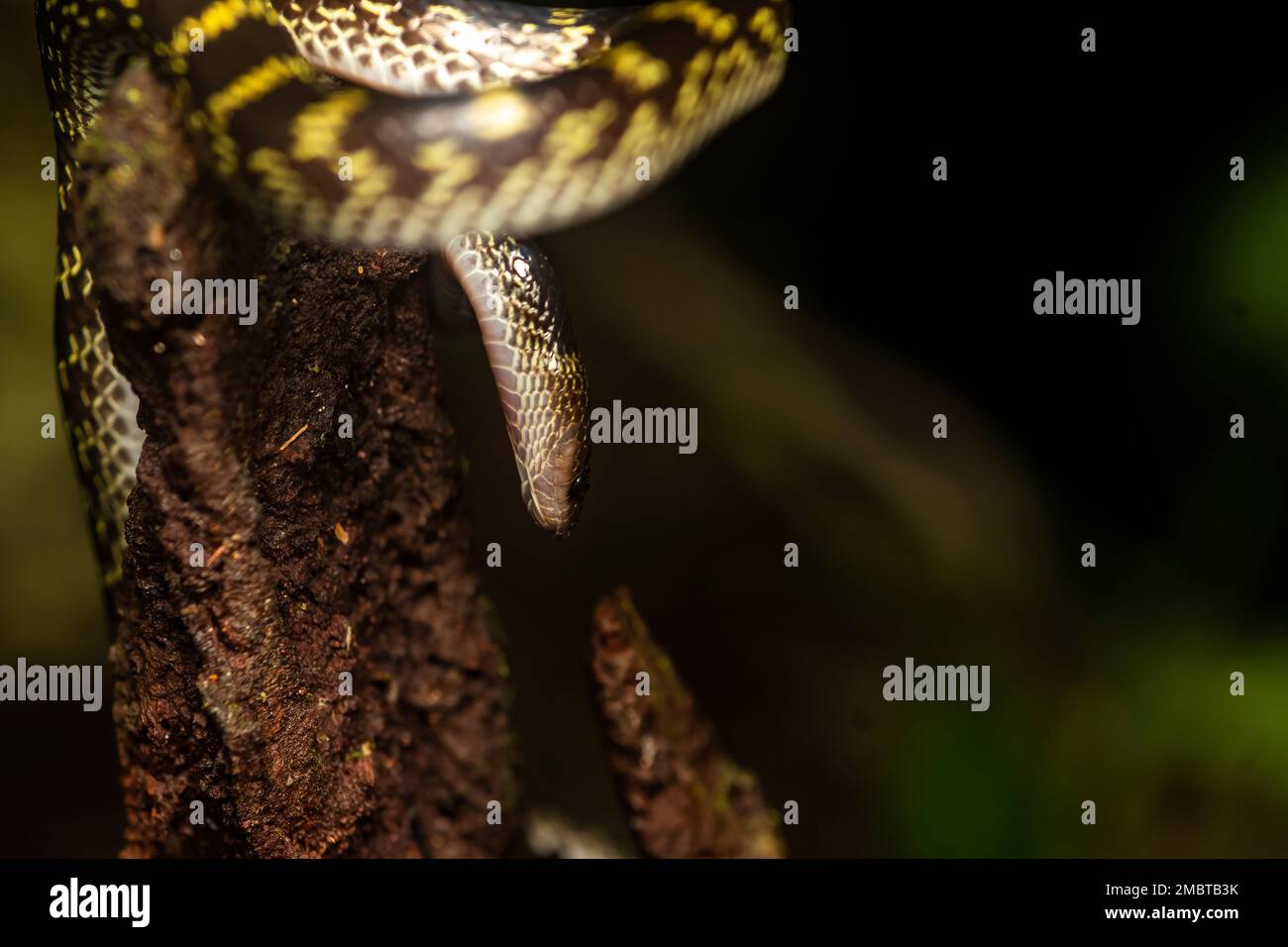 An Oriental Wolf snake climbing on a tree inside Agumbe forest on a ...