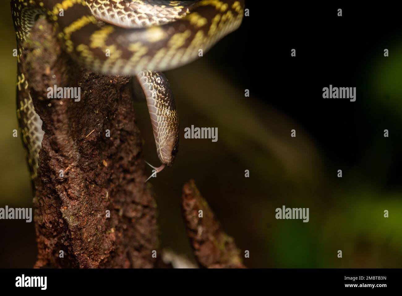 An Oriental Wolf snake climbing on a tree inside Agumbe forest on a ...