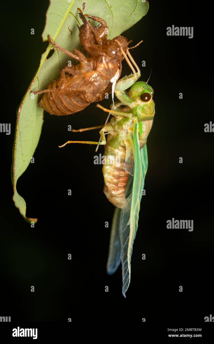 A cicada emerging from its exoskeleton as part of its molting process ...