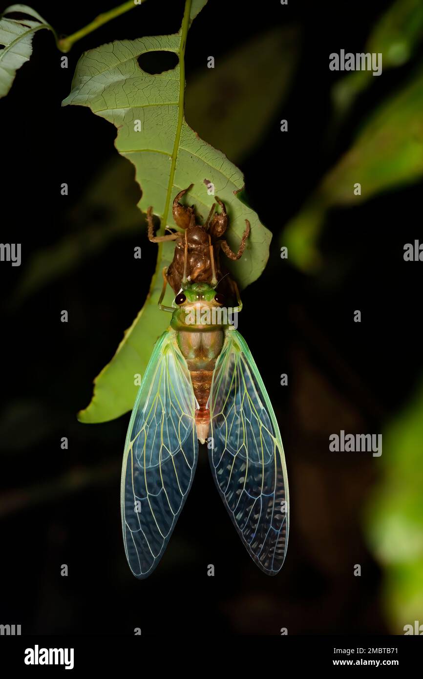 A cicada emerging from its exoskeleton as part of its molting process ...
