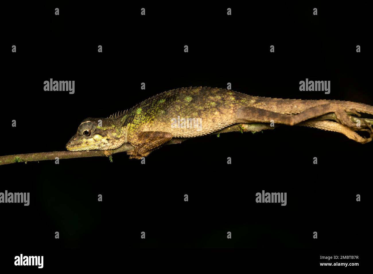 A Roux's forest lizard resting on a tree branch inside Agumbe rain ...