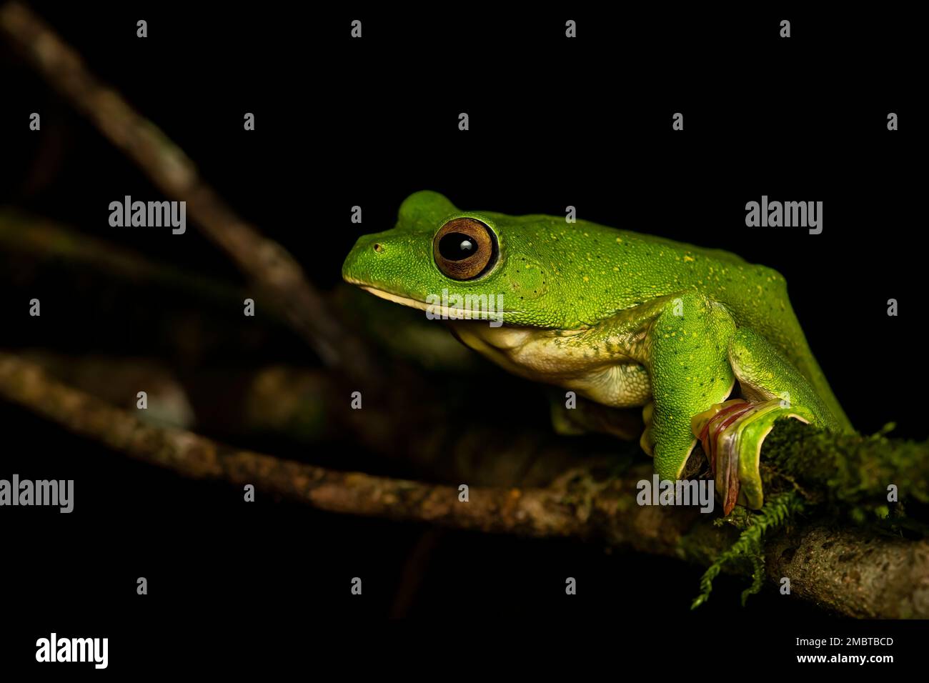 A malabar gliding frog resting on top of a leaf inside Agumbe forest on ...