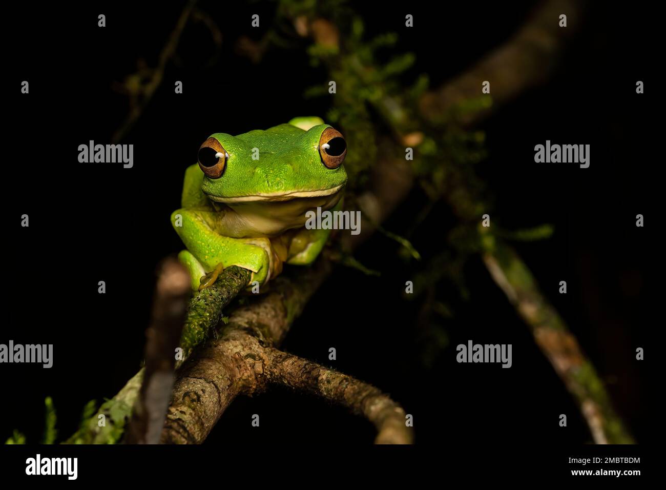 A malabar gliding frog resting on top of a leaf inside Agumbe forest on ...