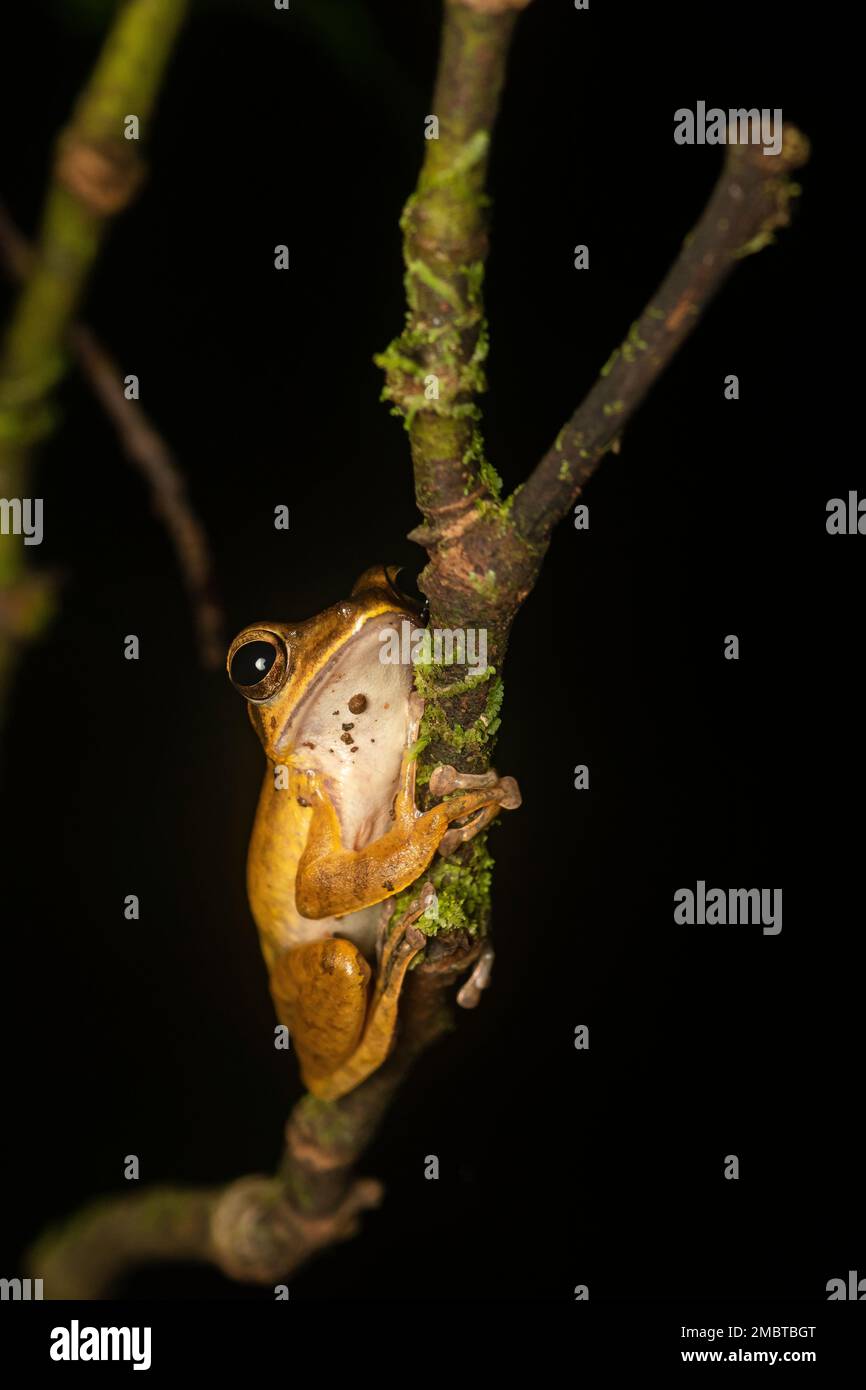 Indian tree frog hi-res stock photography and images - Alamy