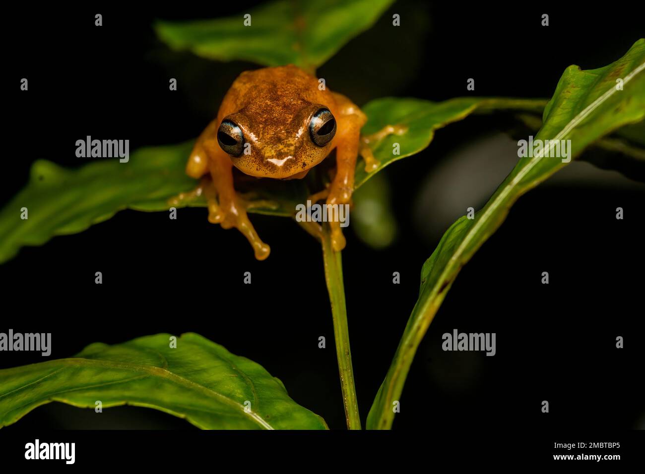 A blue-eyed bush frog resting on top of a leaf inside the agumbe forest ...