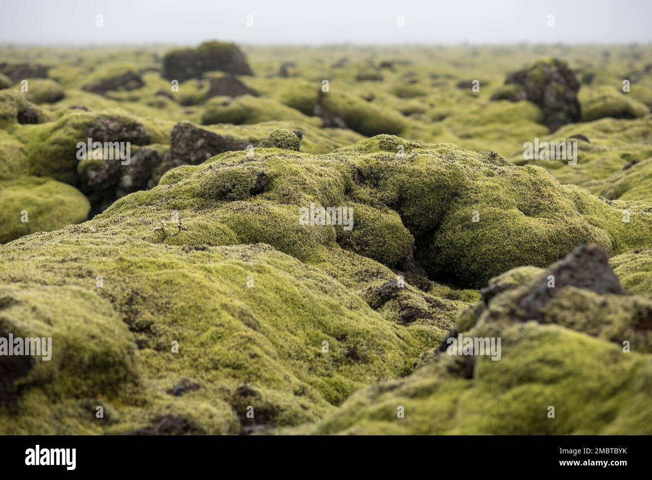 Moss covered lava field in a cloudy day. Eldhraun, Iceland Stock Photo ...