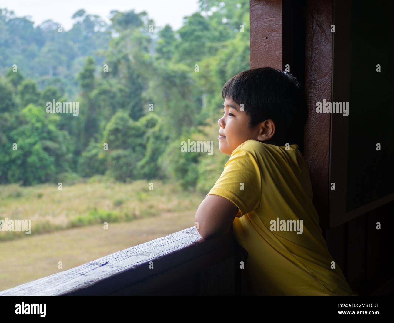 boy looking out window looking at the green forest Stock Photo - Alamy