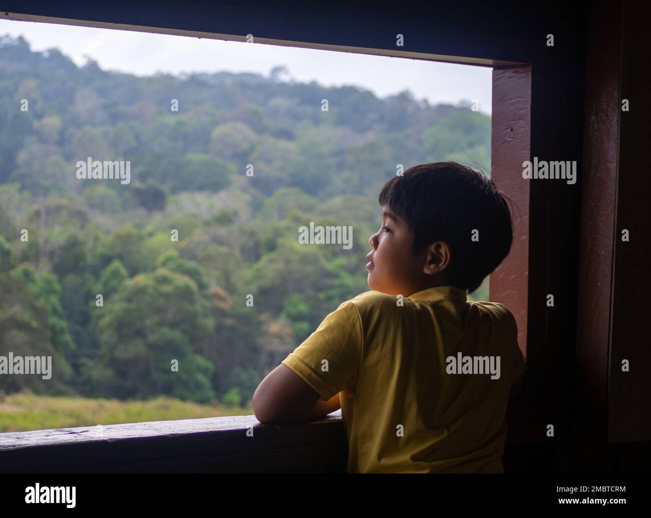 boy looking out window looking at the green forest Stock Photo - Alamy
