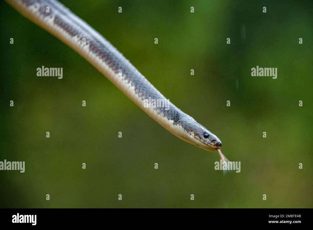 A common krait, venomous snake being released to the wild during a ...