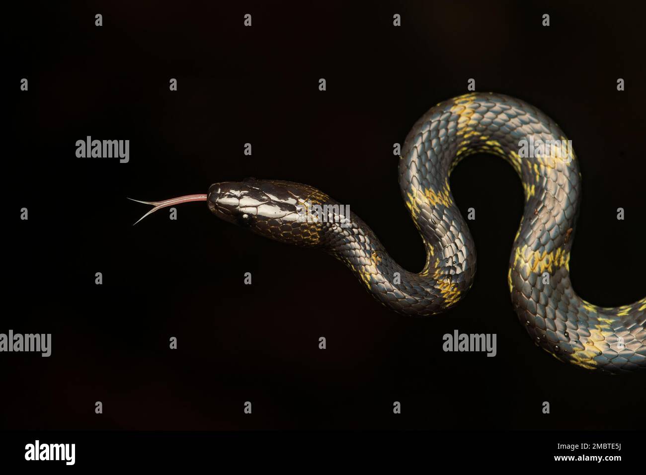 An Oriental Wolf snake climbing on a tree inside Agumbe forest on a ...