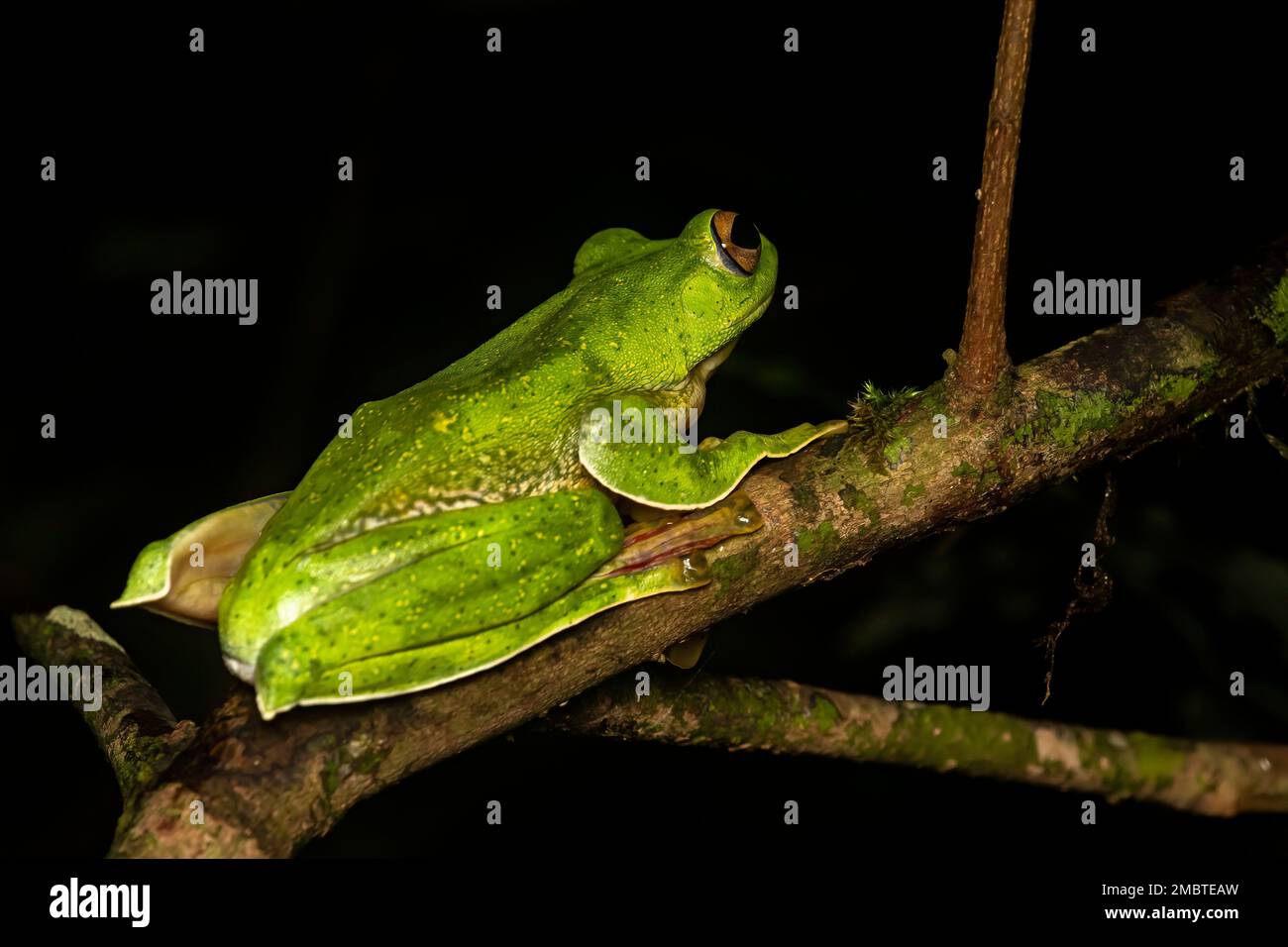 A malabar gliding frog resting on top of a leaf inside Agumbe forest on ...