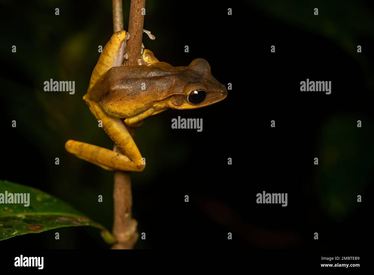A tree frog resting on a branch on a rainy evening inside Agumbe rain ...