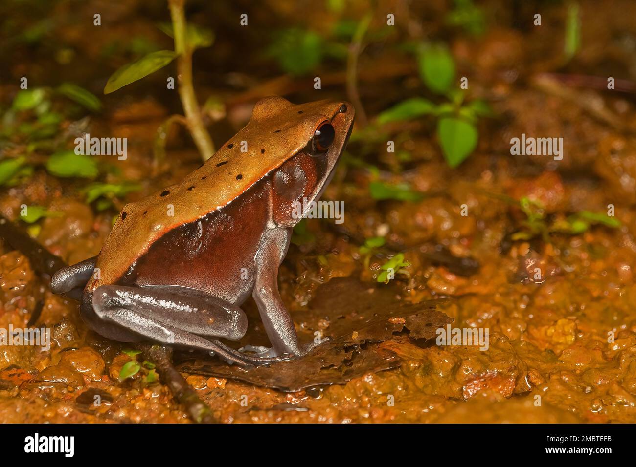 Bi-colored frog resting on the ground inside Agumbe rain forest on a ...