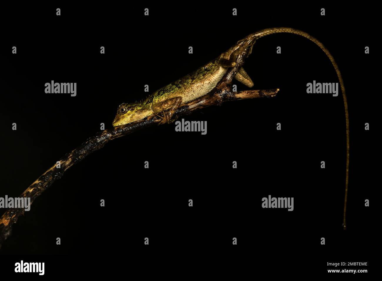 A Roux's forest lizard resting on top of a tree branch inside Agumbe ...