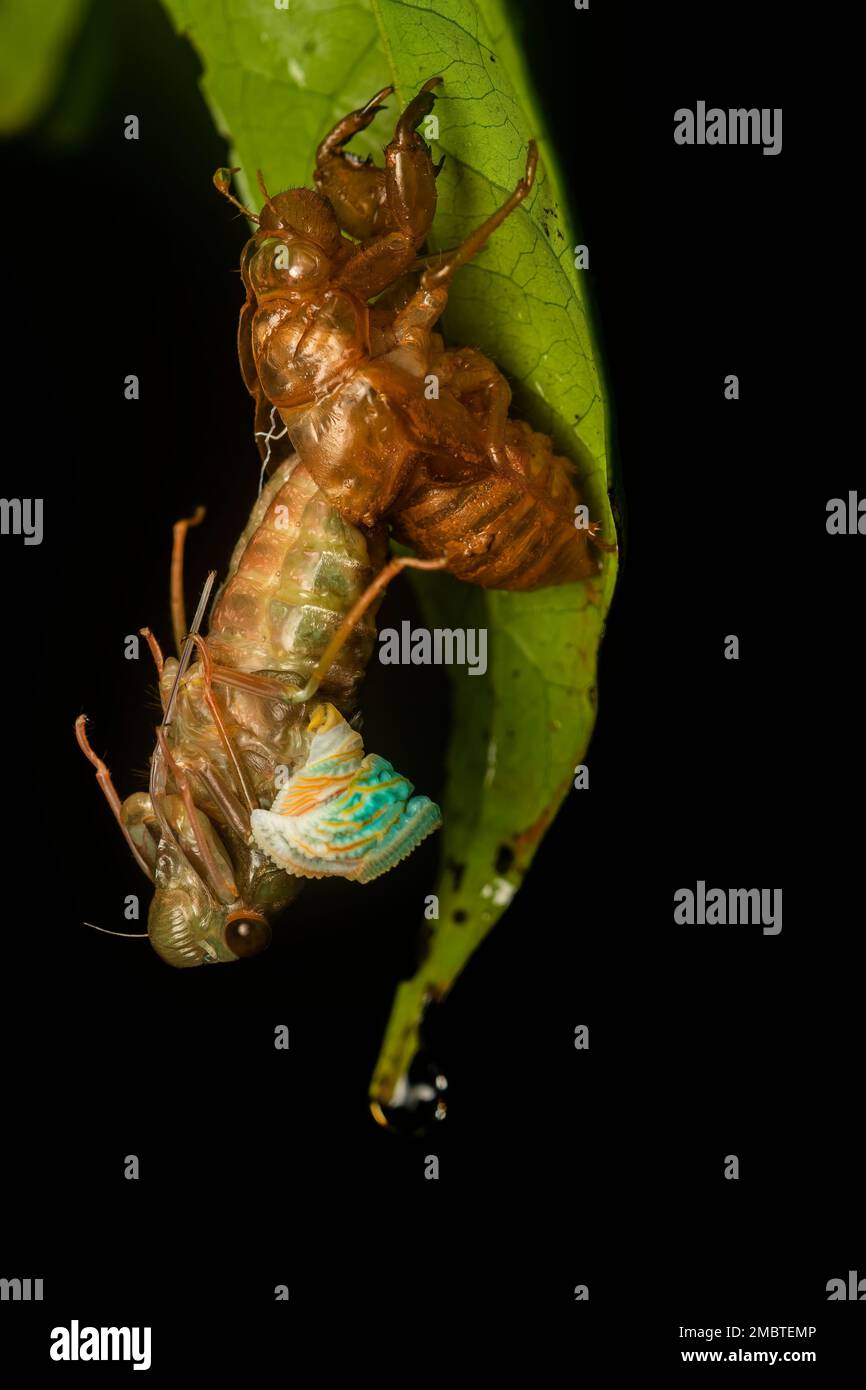A cicada emerging from its exoskeleton as part of its molting process ...