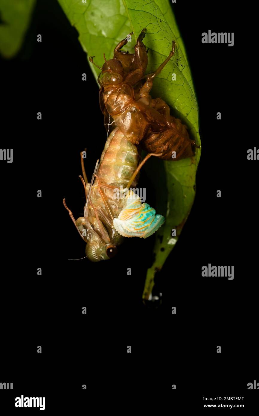 Cicada cocoon hi-res stock photography and images - Alamy