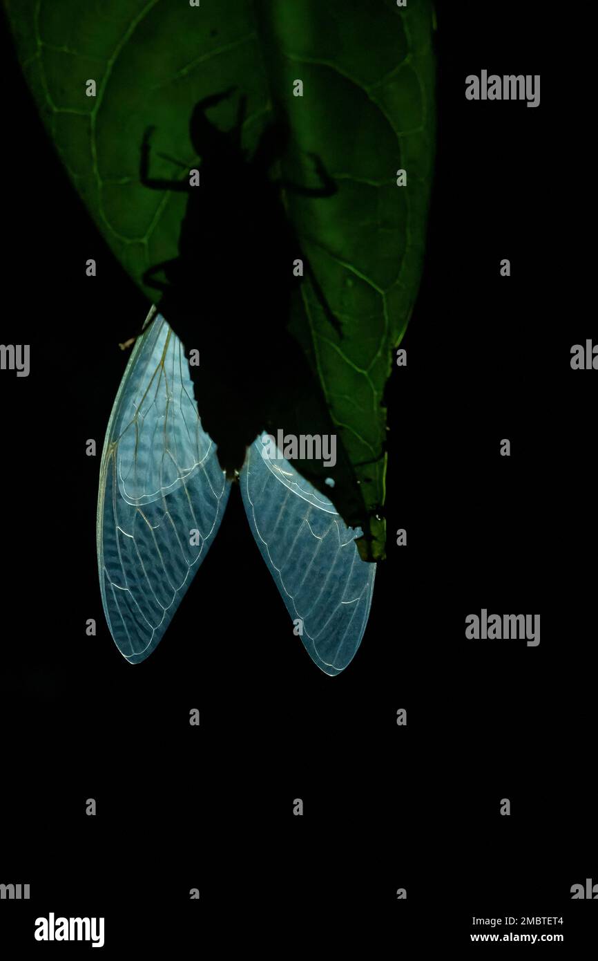 A cicada emerging from its exoskeleton as part of its molting process ...