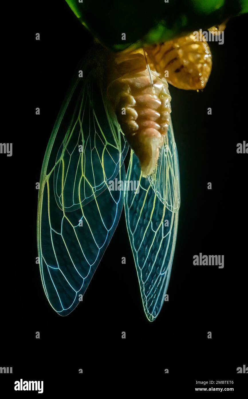 A cicada emerging from its exoskeleton as part of its molting process ...
