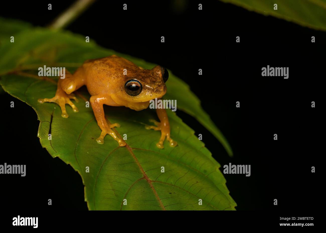 A blue-eyed bush frog resting on top of a leaf inside the agumbe forest ...