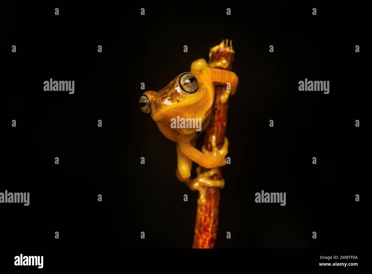 A blue-eyed bush frog resting on top of a leaf inside the agumbe forest ...