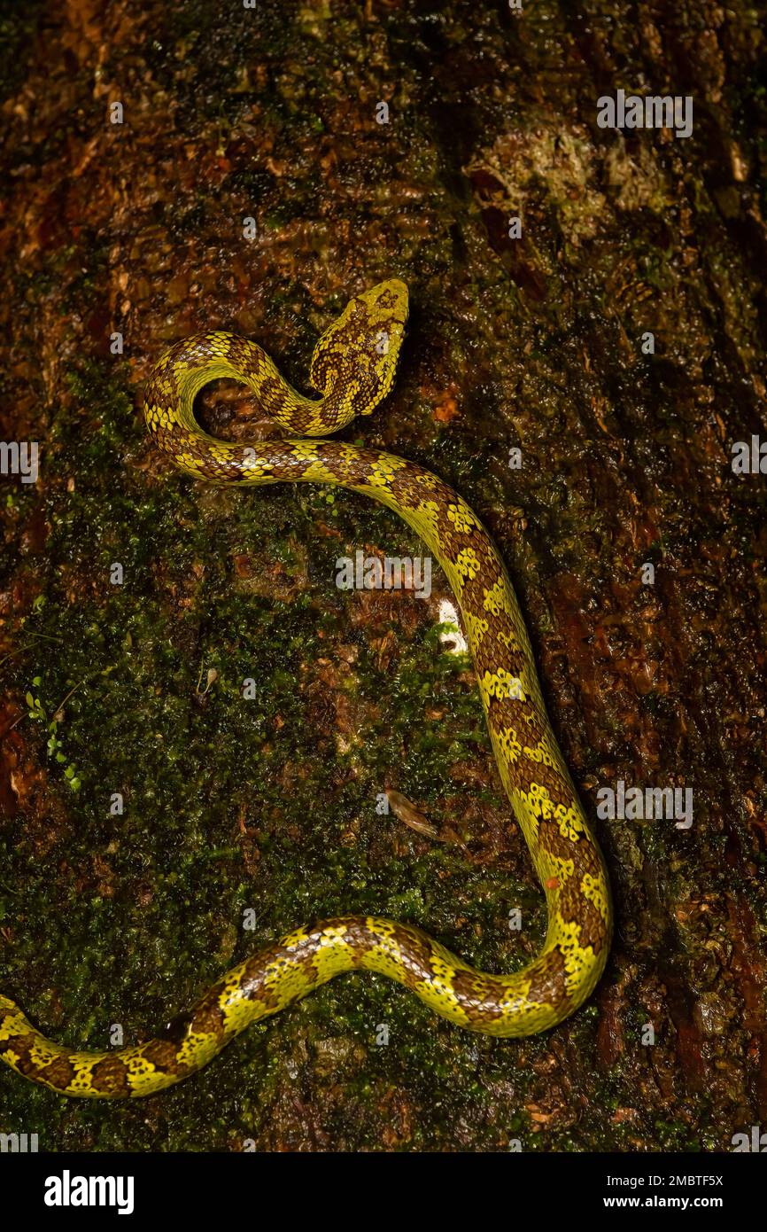 A malabar pit viper resting on a tree branch inside the forests of ...