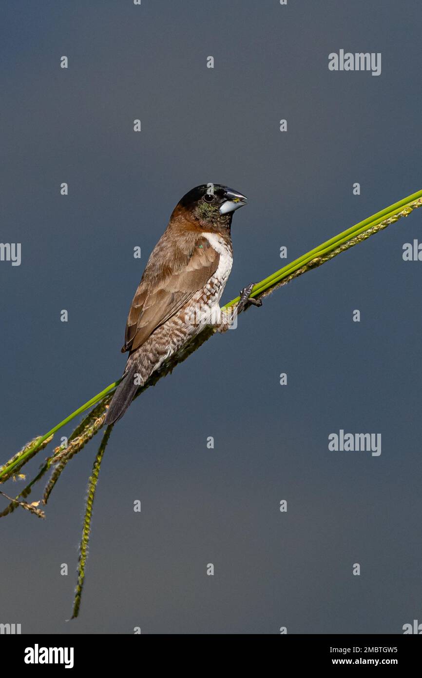 Bronze mannikin hi-res stock photography and images - Alamy