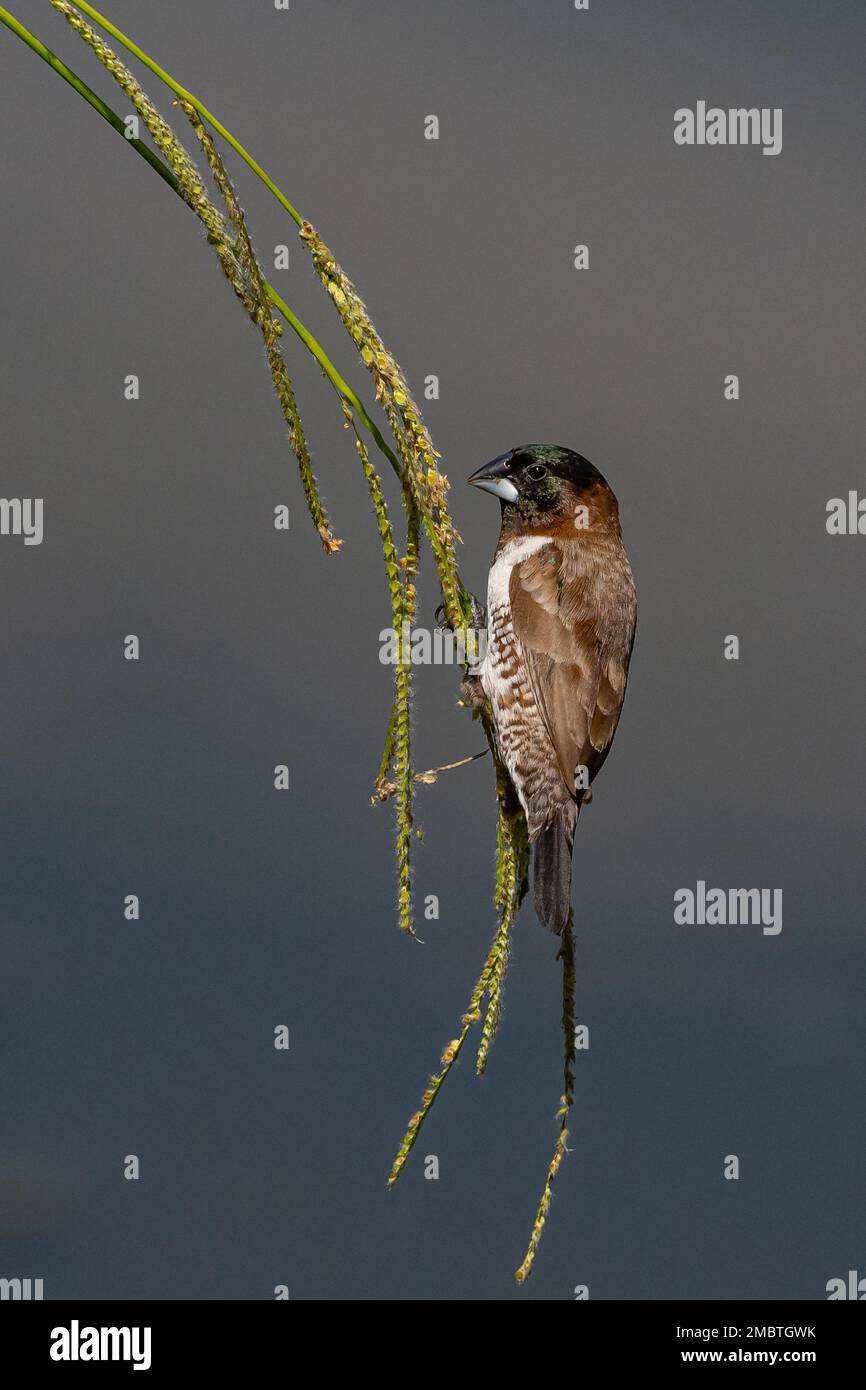 Bronze mannikin hi-res stock photography and images - Alamy