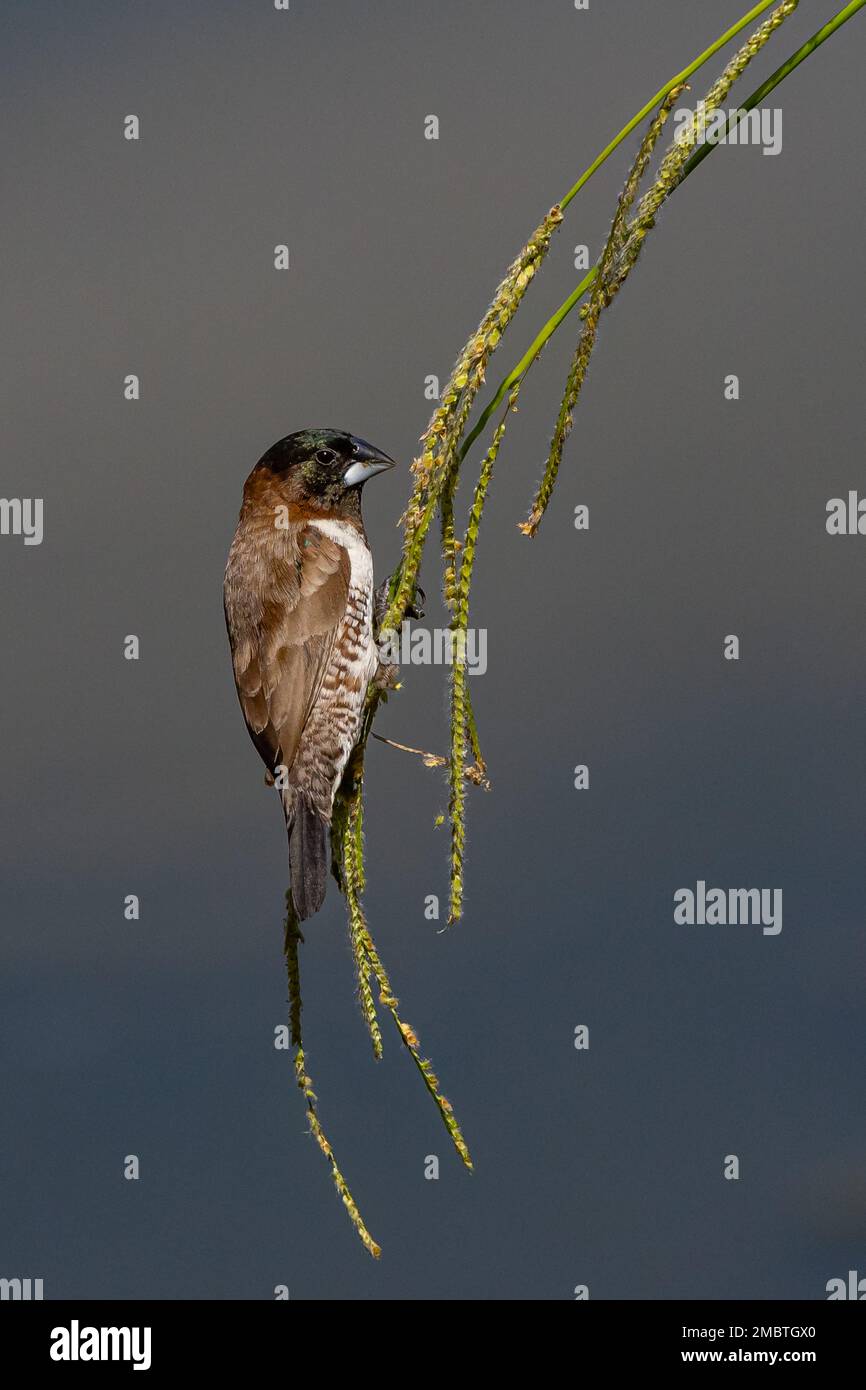 Black mannikin hi-res stock photography and images - Alamy