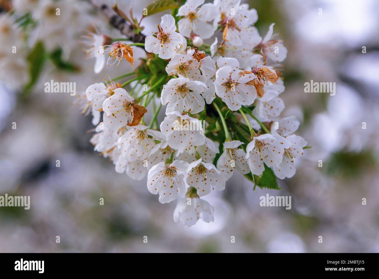 Beautiful blooming cherry tree branches with white flowers growing in a ...