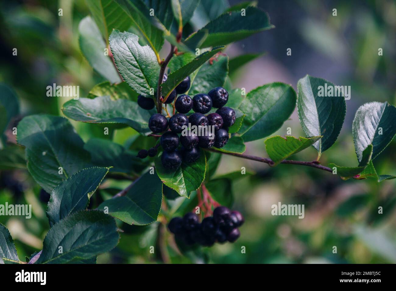 Branch with ripe berries of Aronia melanocarpa, called the black chokeberry bush, growing in the ...