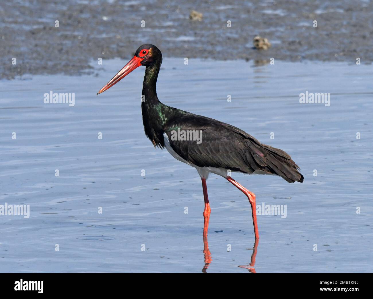 Black stork ciconia nigra big hi-res stock photography and images - Alamy