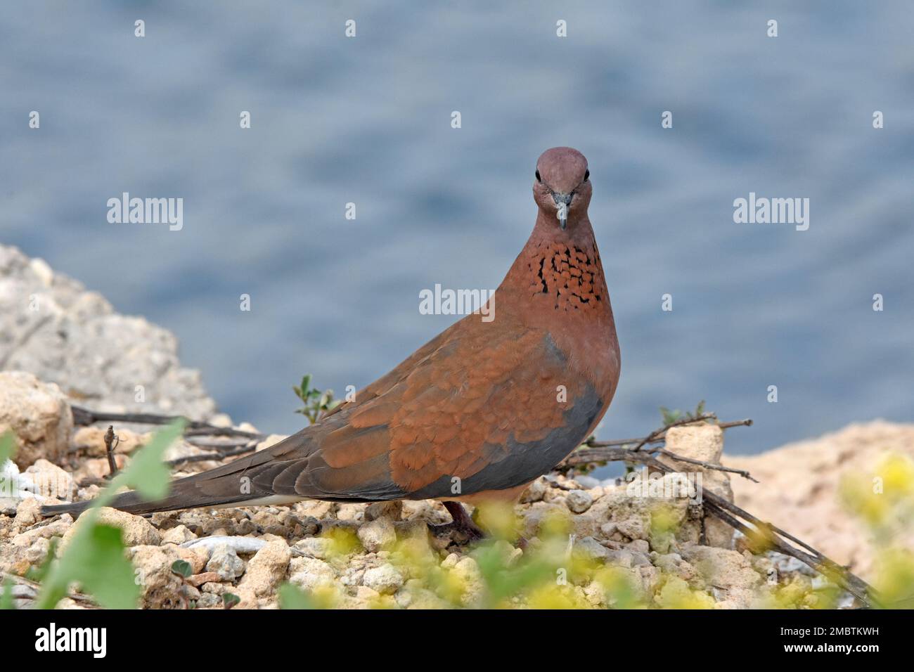 Laughing dove Spilopelia senegalensis Stock Photo - Alamy
