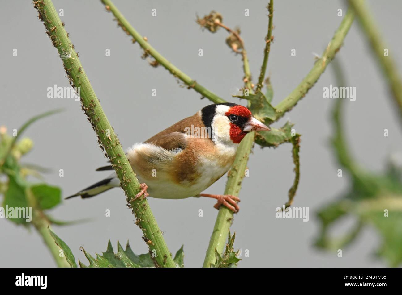 Goldfinch carduelis feeds on hi-res stock photography and images - Alamy