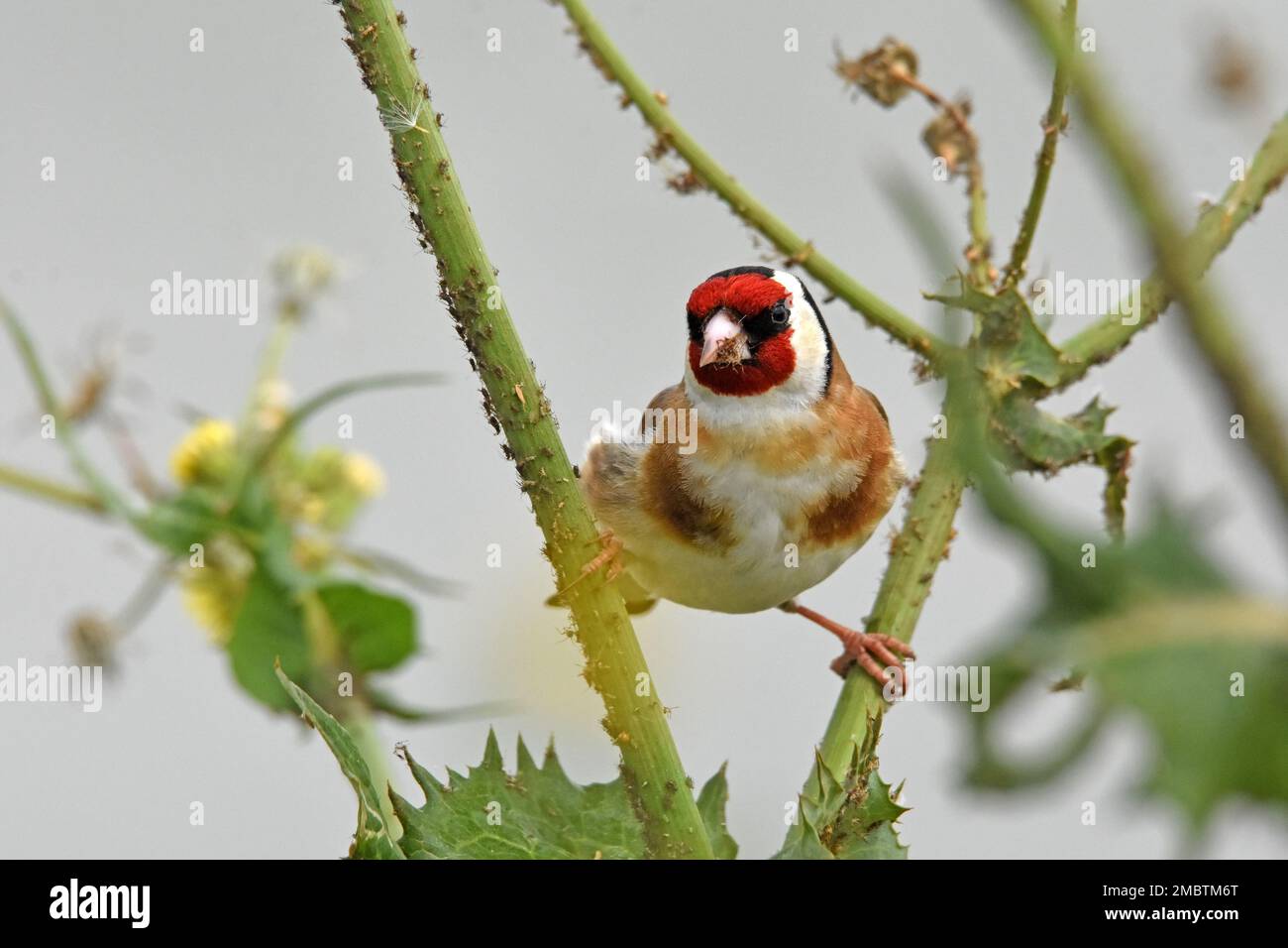 Food aphids hi-res stock photography and images - Alamy