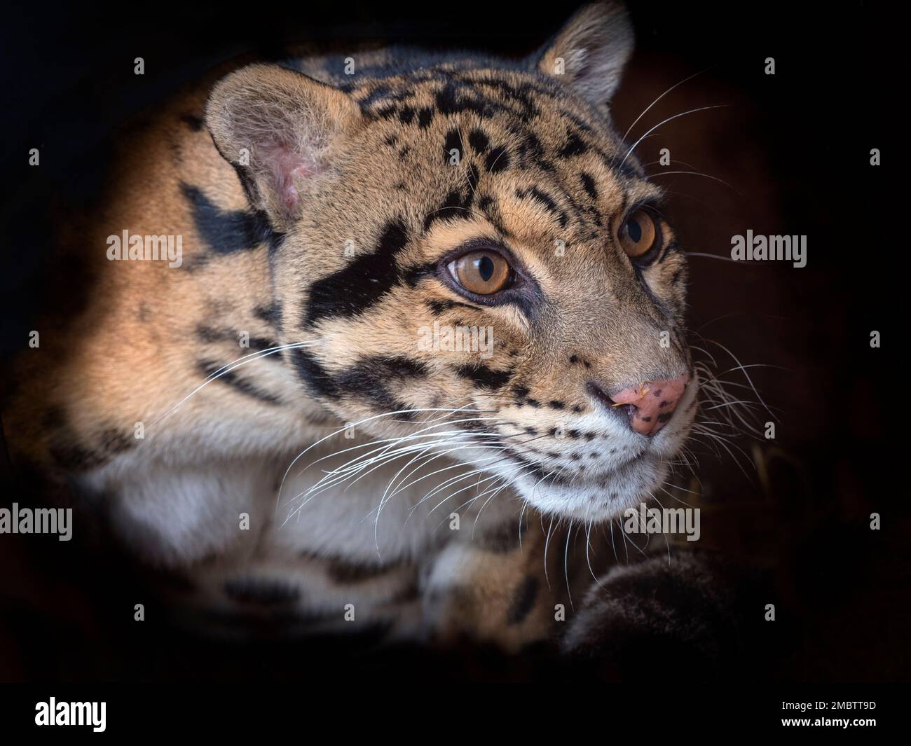 Clouded leopard Neofelis nebulosa portrait Stock Photo - Alamy