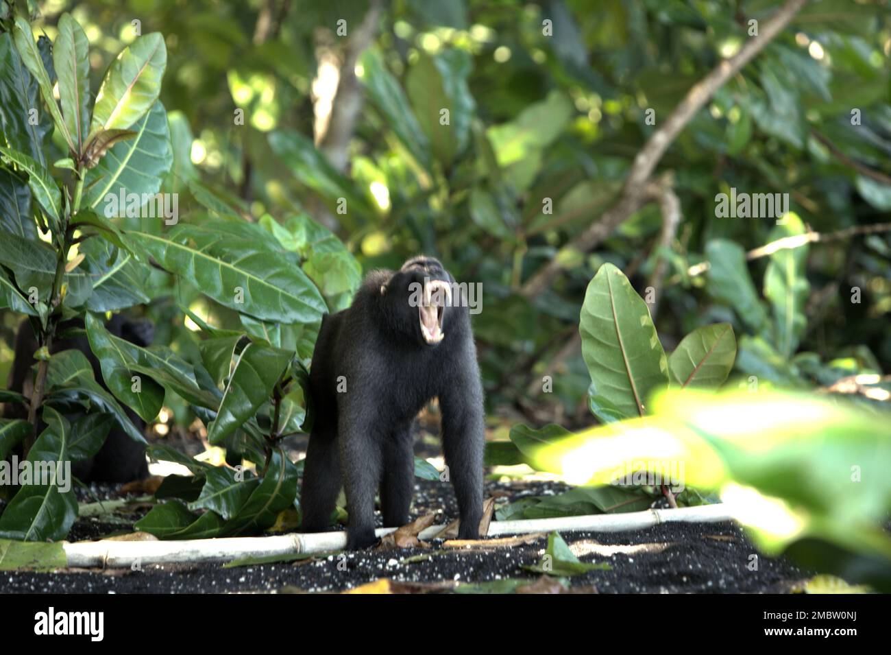 A Sulawesi black-crested macaque (Macaca nigra) is showing a scream ...
