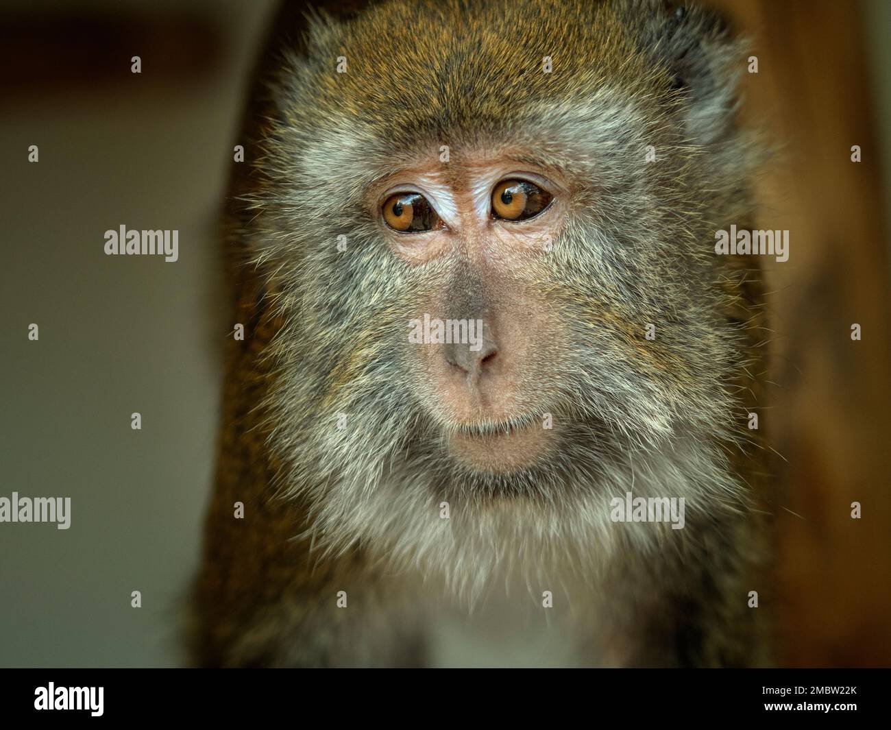 Macaque social expression hi-res stock photography and images - Alamy