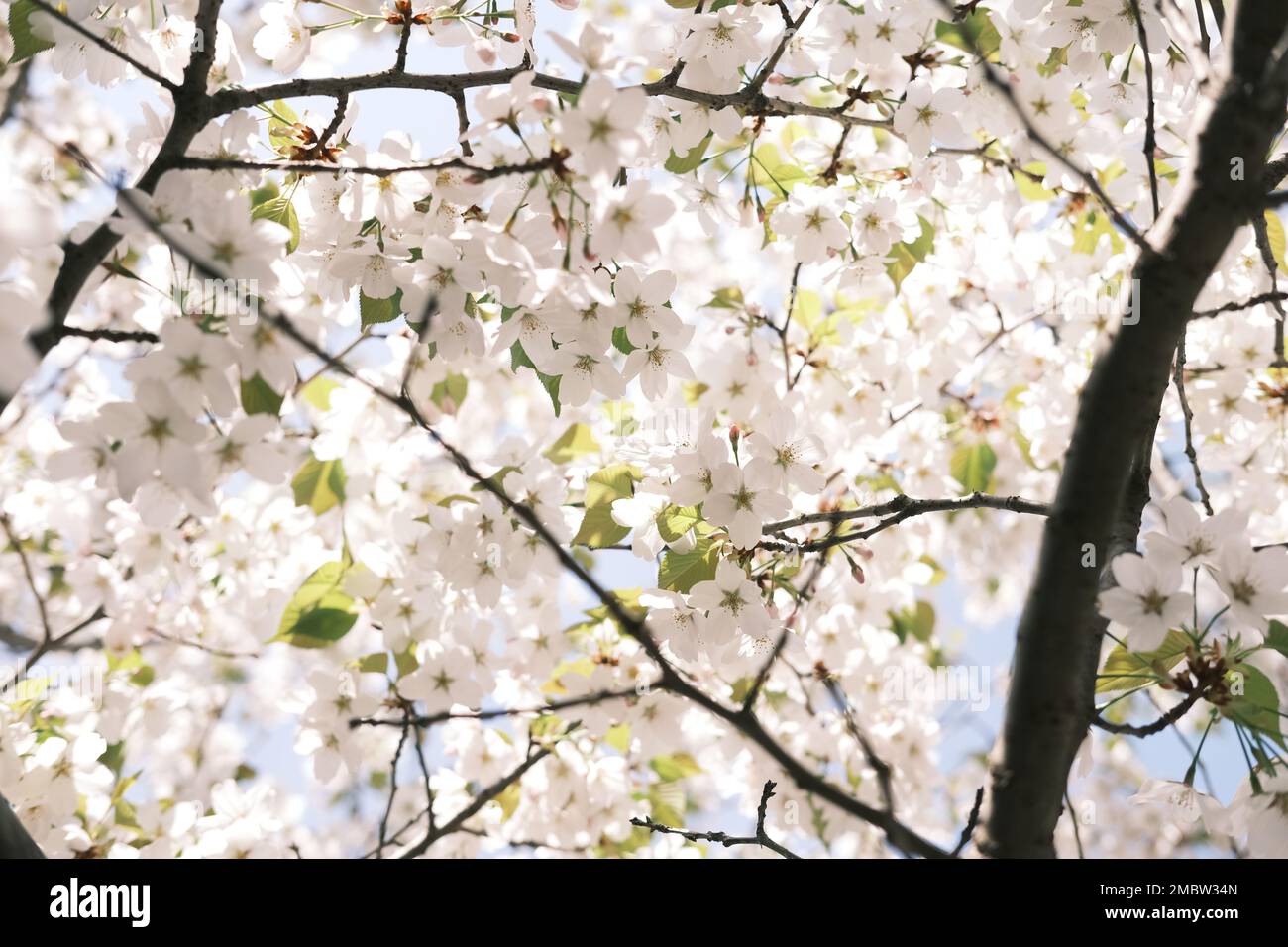 A low-angle view of cherry blossom flowers found growing on the branch ...