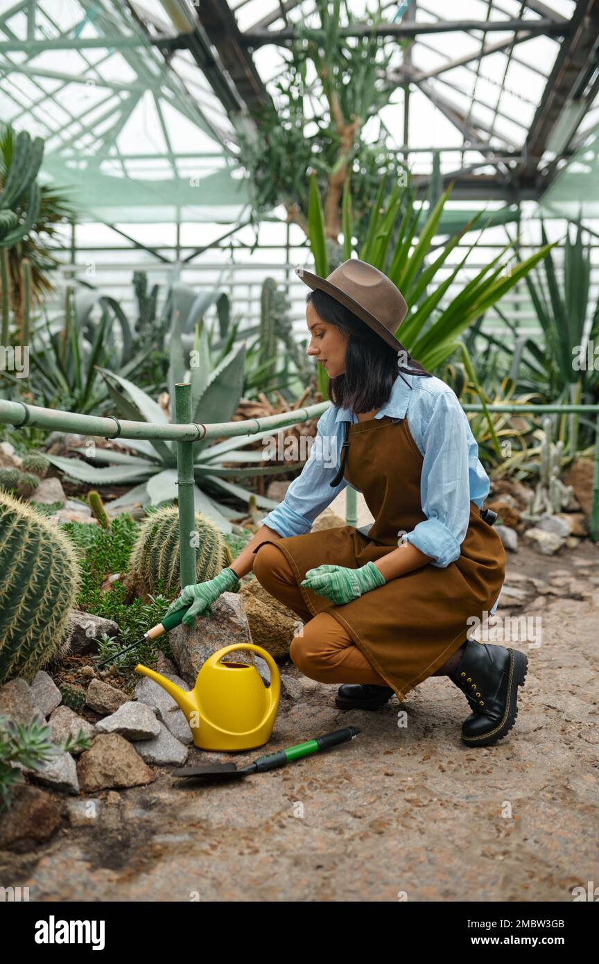 Young woman gardener caring cactus pant working at greenhouse Stock ...