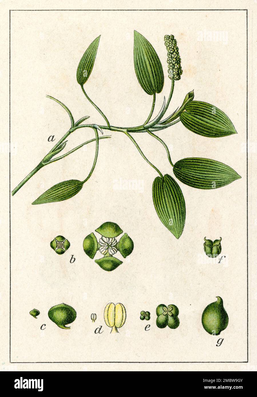 Floating Pondweed Potamogeton natans, (botany book, 1905), Laichkraut ...