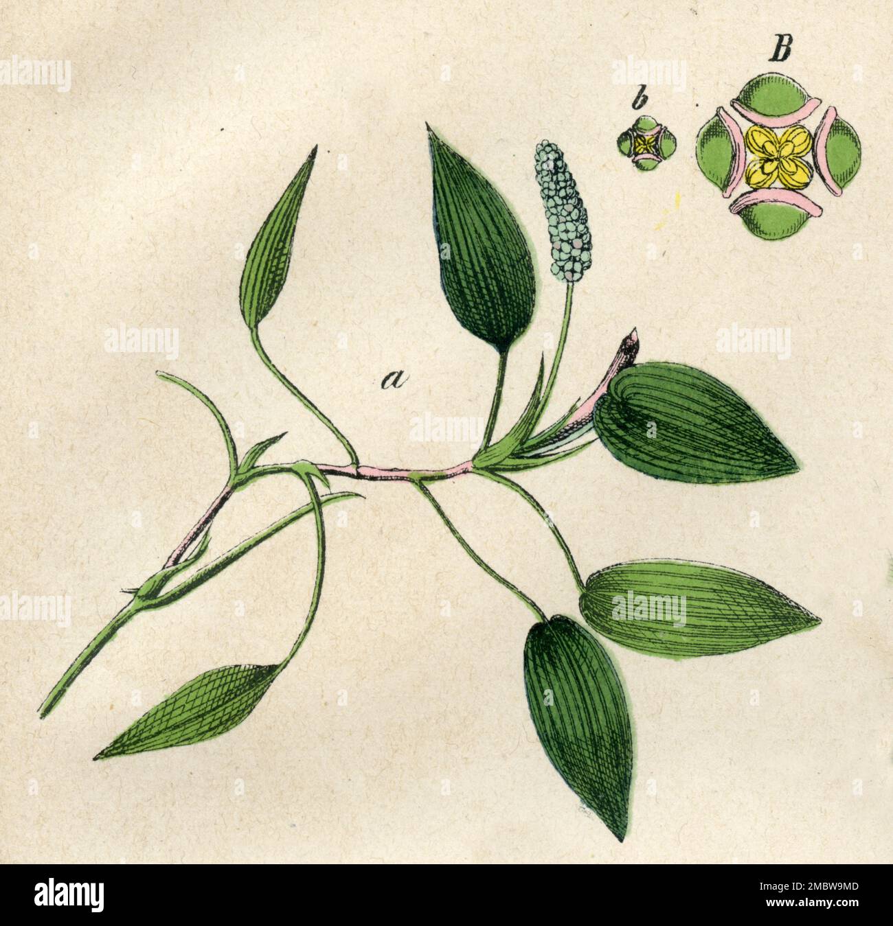 Floating Pondweed Potamogeton natans, (botany book, 1879), Laichkraut ...