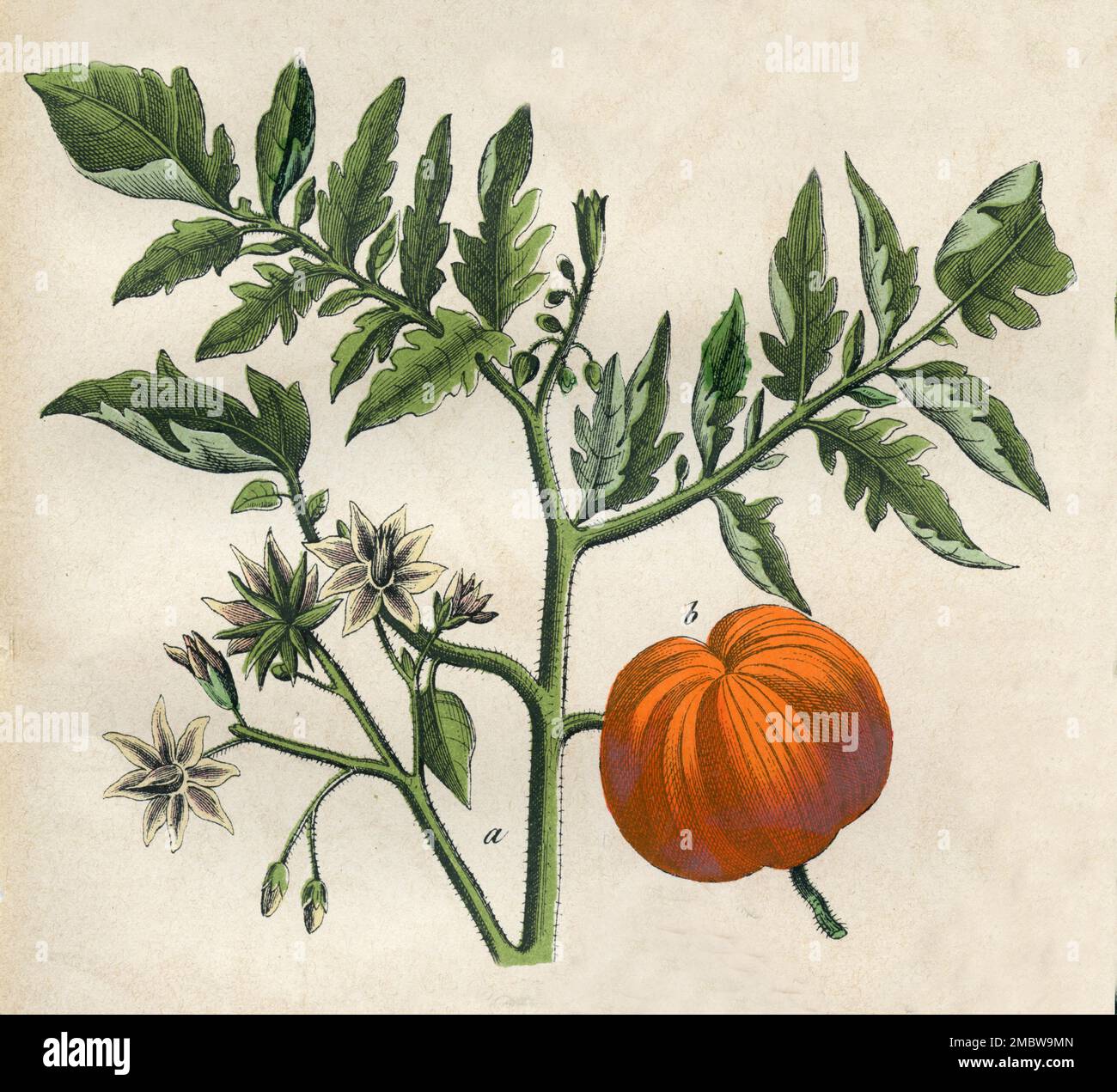 Tomato drawing historical hi-res stock photography and images - Alamy