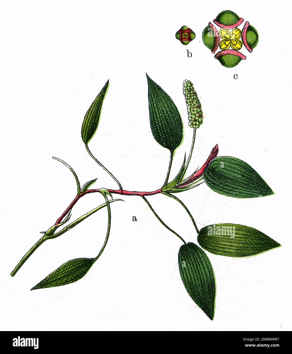 Floating pondweed Cut Out Stock Images & Pictures - Alamy