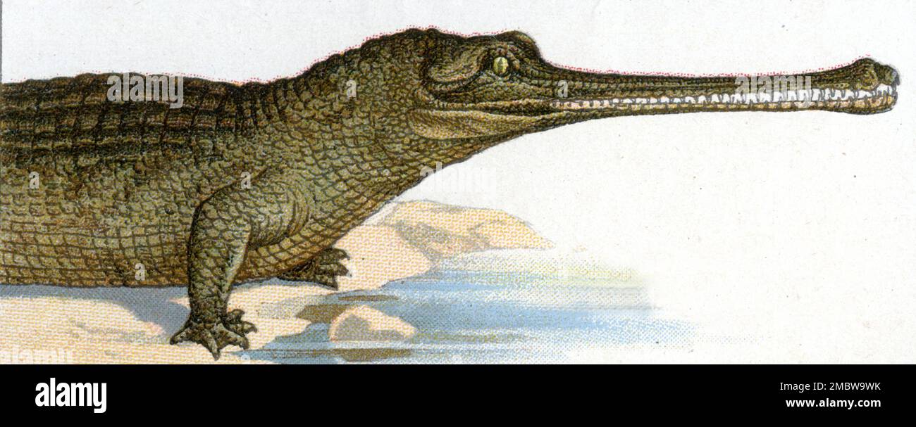 Gavial Gavialis gangeticus, (zoology book, 1913), Gangesgavial Stock ...