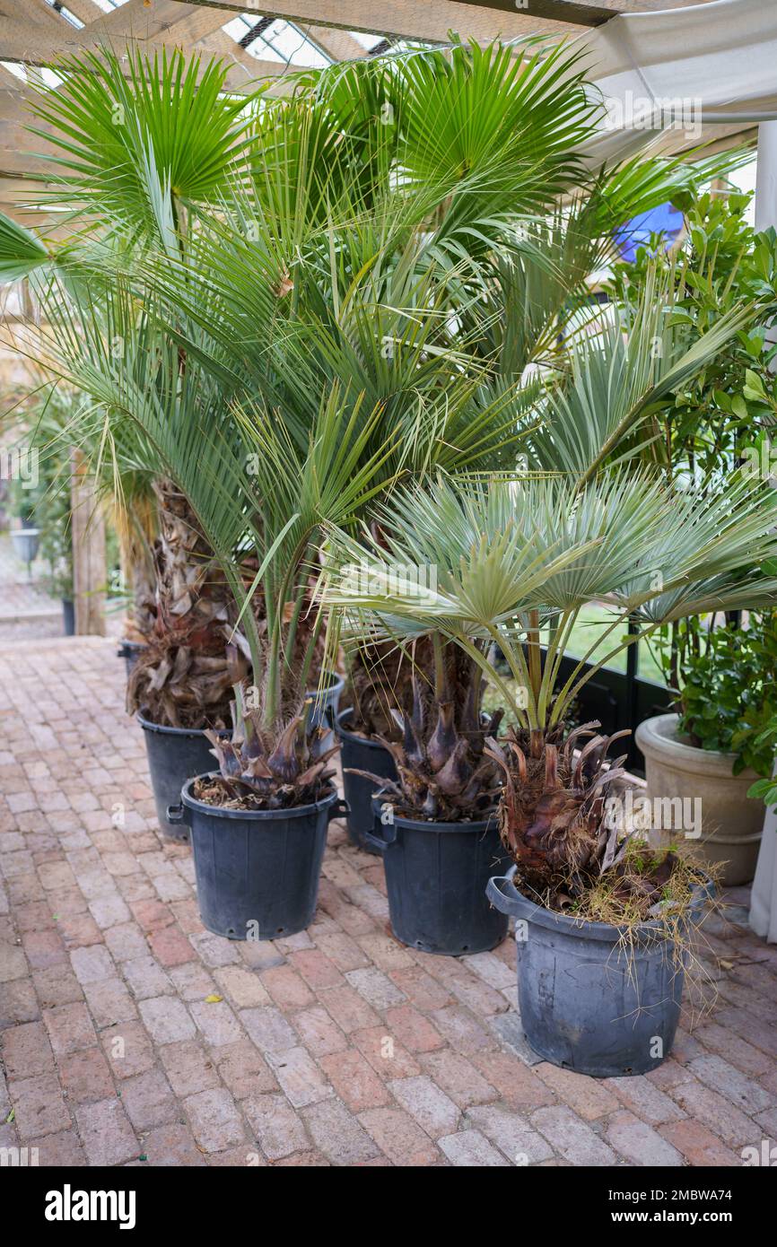 Young exotic Trachycarpus palms trees in plastic pots standing on floor ...