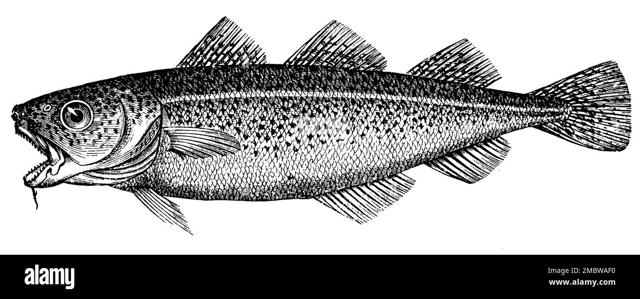 Atlantic cod, Gadus morhua, anonym (zoology book, 1889), Atlantischer ...